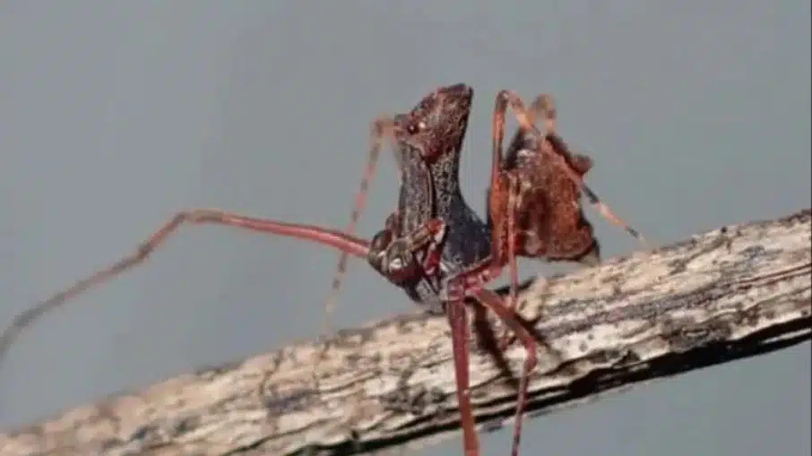 Nova Espécie de Aranha na Austrália: Austrarchaea Andersoni é Descoberta